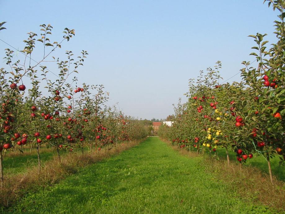 JABUKE nešpricane Jonagold, Idared, Granny Smith berete sami