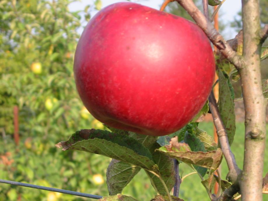 JABUKE nešpricane Jonagold, Idared, Granny Smith berete sami