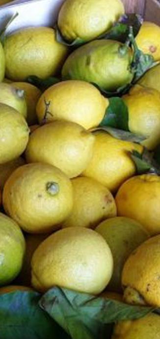 Limun domaci nespricani