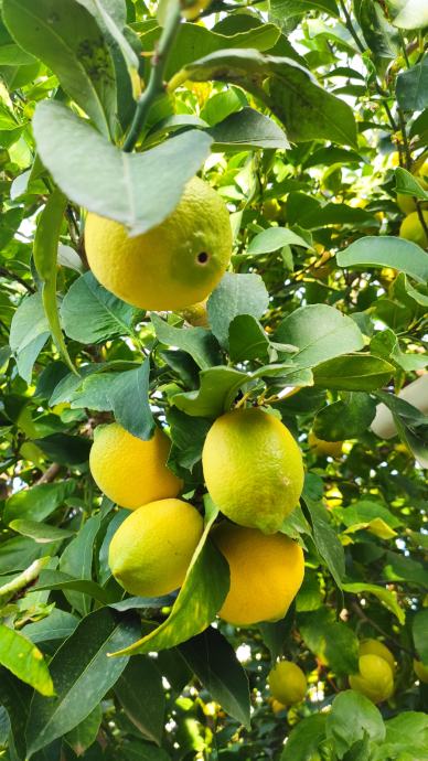 Limuni domaći, sorta Lisbon, EKO uzgoj- TOP klasa, iskorstiv 100%