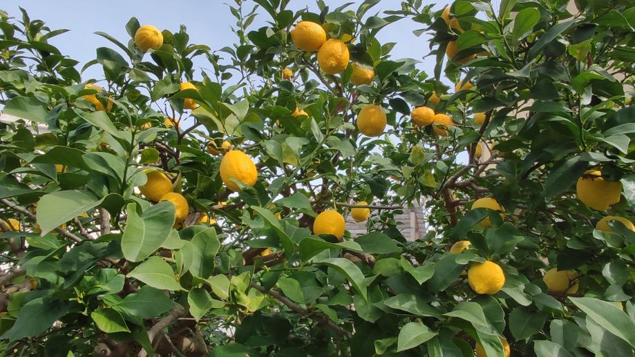 Limuni domaći, sorta Mjesečar, EKO uzgoj- TOP klasa, iskorstiv 100%