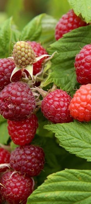 Maline sadnice (domaće)