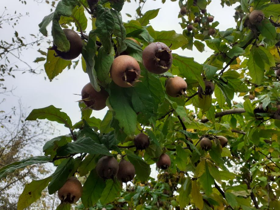 Mušmula