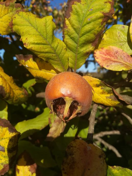 Mušmule-ekološki plodovi