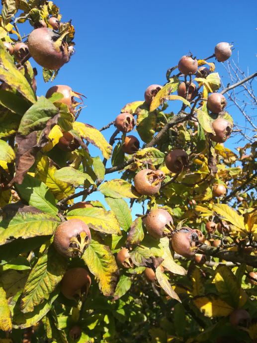 Mušmule-ekološki plodovi