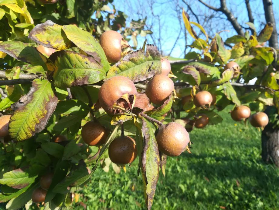 Mušmule-ekološki plodovi