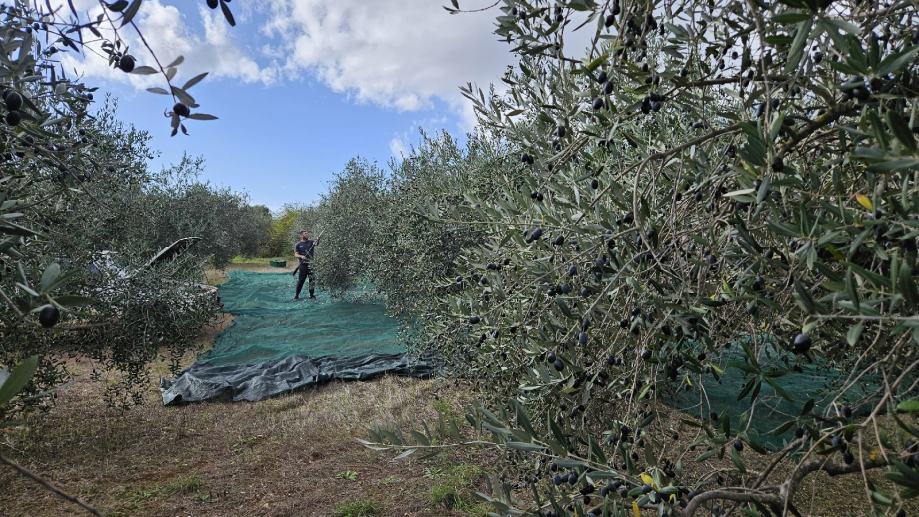 plod masline iz certficiranog ekološkog uzgoja