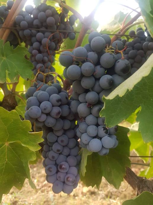 Prodaja crnog grožda plavina