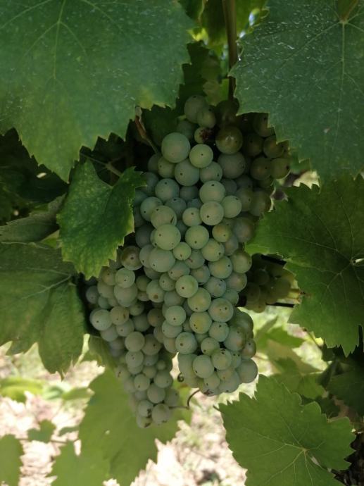 Prodaja grožđa - sorta graševina - Aljmaš/Erdut