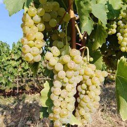 Prodaje se grožđe malvazija i crno grožđe