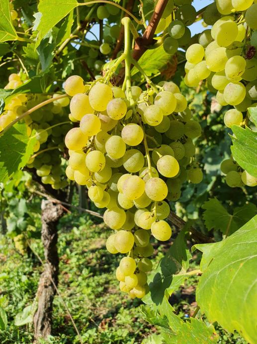 Prodaje se miješano bijelo grožđe- 4kn /KG.