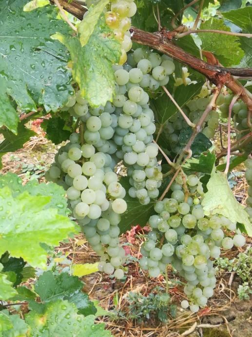 Prodajem bijelo grozde okolica JASTREBARSKOG Repisce