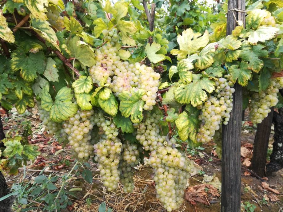 Prodajem bijelo grozde okolica JASTREBARSKOG Repisce