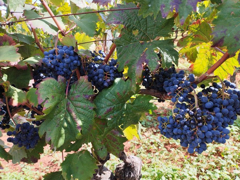 Prodajem crno grožđe