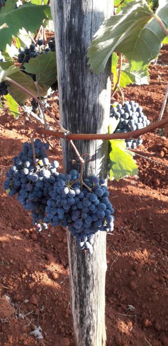 Prodajem crno grozde vinske sorte refosk crvene peteljke