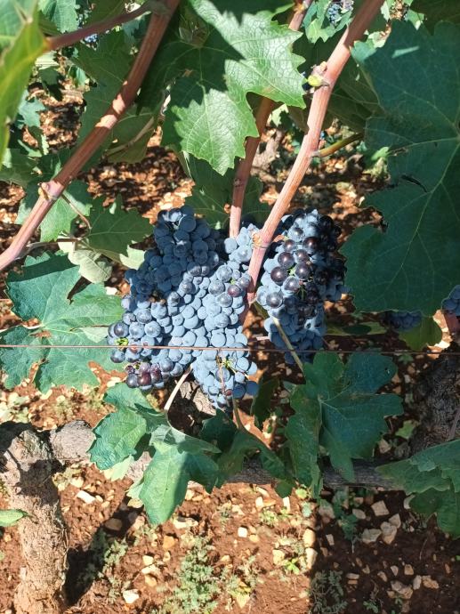 Prodajem grozde crno i bijelo