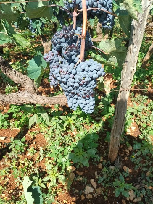 Prodajem grozde crno i bijelo