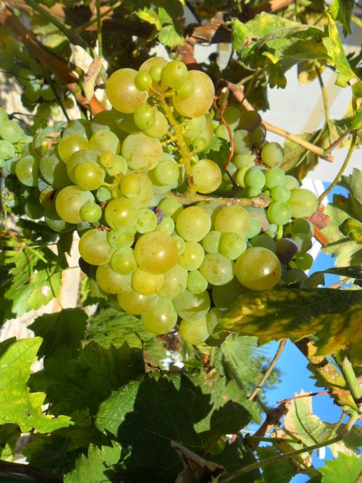 PRODAJEM GROŽĐE Direktor