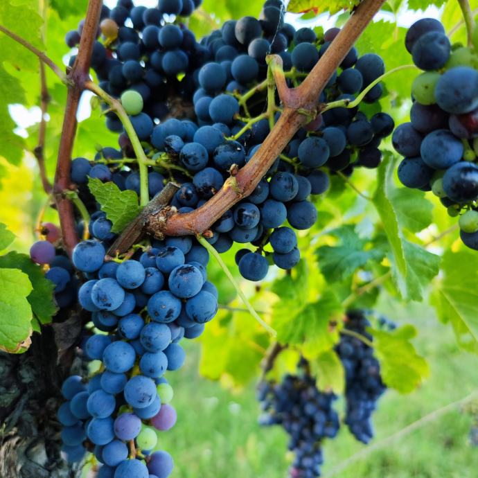 Prodajem grožđe Merlot (Ekološko)