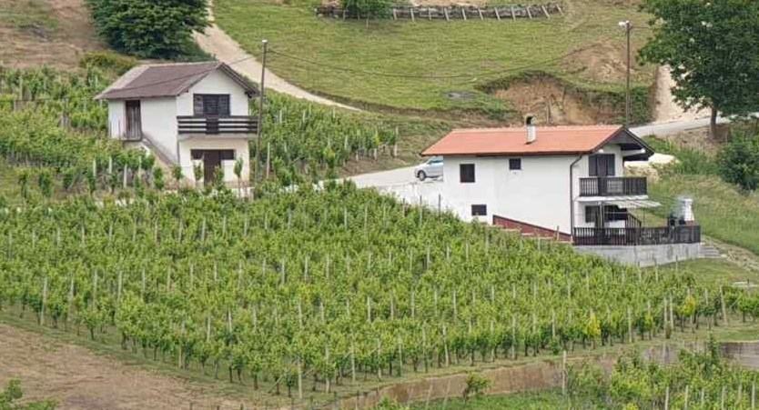 Prodajem grožđe za stolno bijelo vino (rujan 2022.)