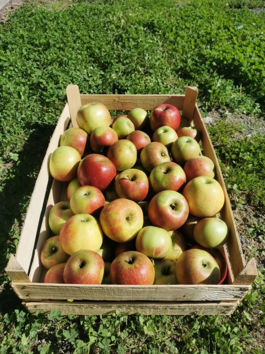 PRODAJEM JABUKE. 50 KN GAJBA (10 KG). ZLATNI DELIŠES I IDARED