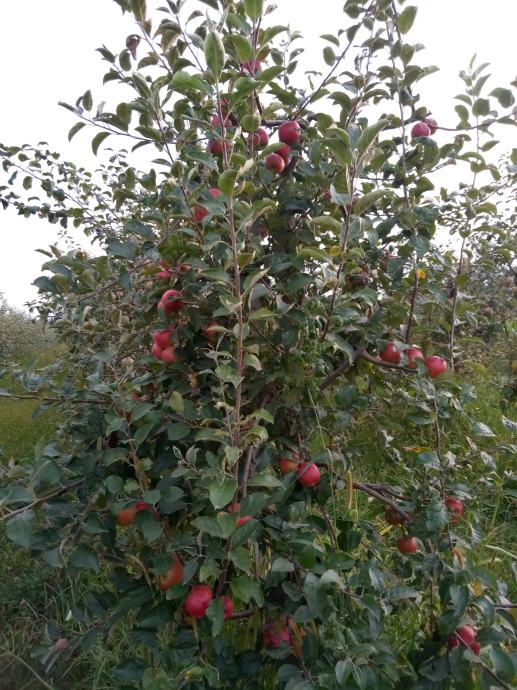 PRODAJEM JABUKE SA VLASTITE PLANTAŽE