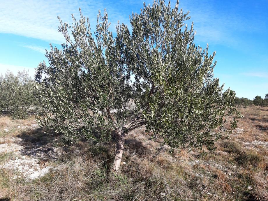 Prodajem prvorazredni plod masline oblice