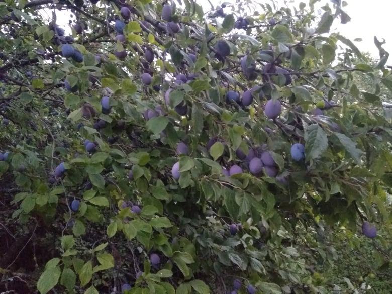 Prodajem šljive bistrice