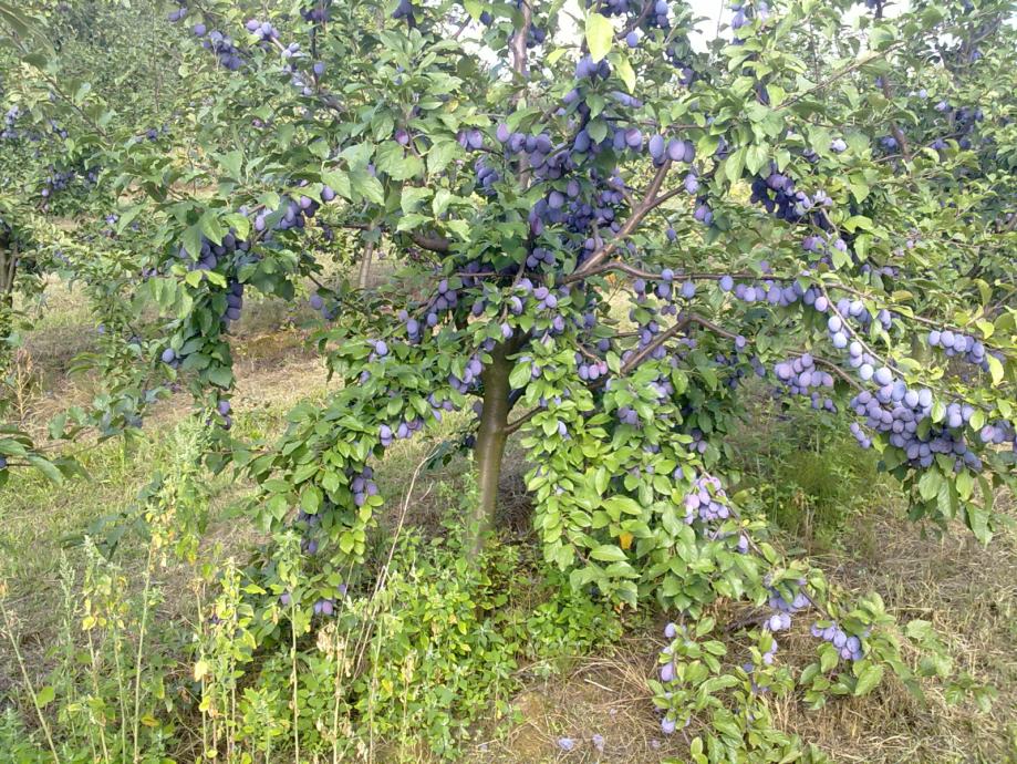 Prodajem šljive čačanska ljepotica i rodna