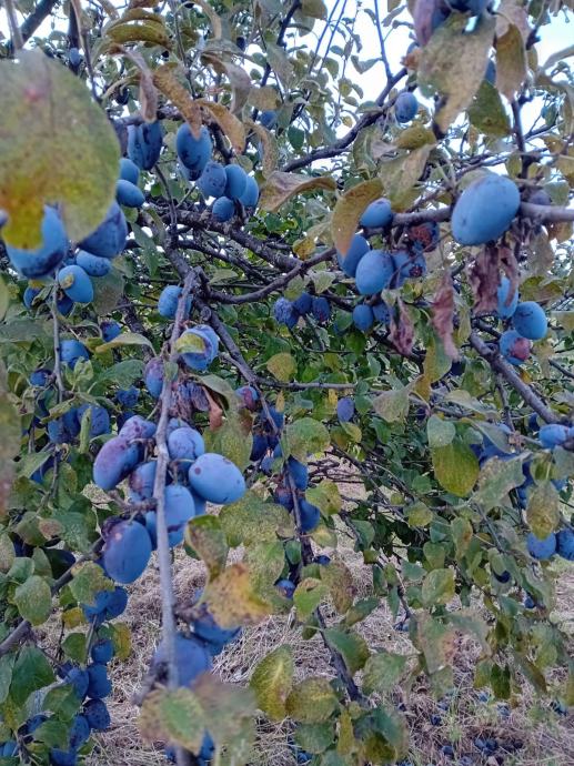 Prodajem šljive sorte Top King