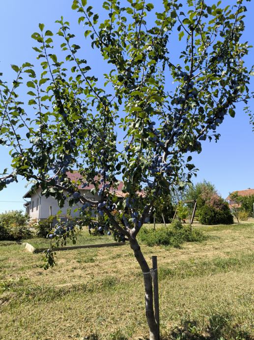 Prodajem šljive Stanley i Top King