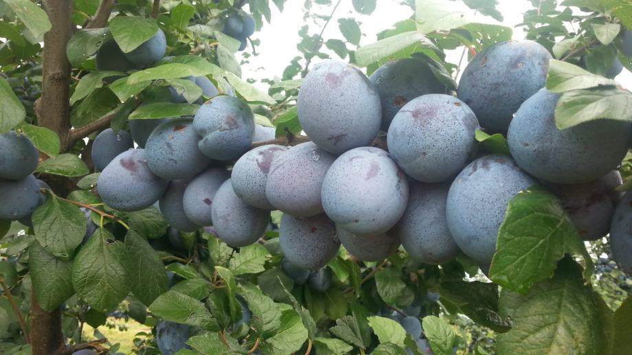 Prodajem šljive ekstra slatke