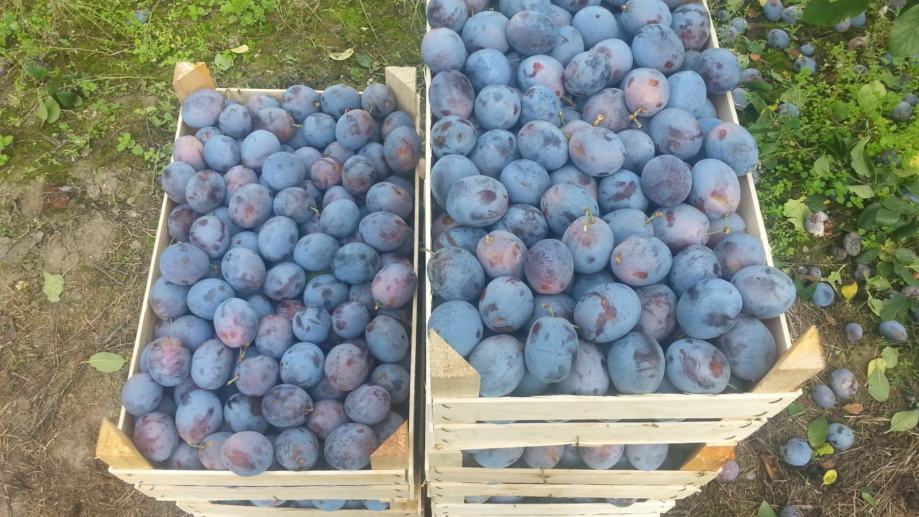 Prodajem šljive ekstra slatke