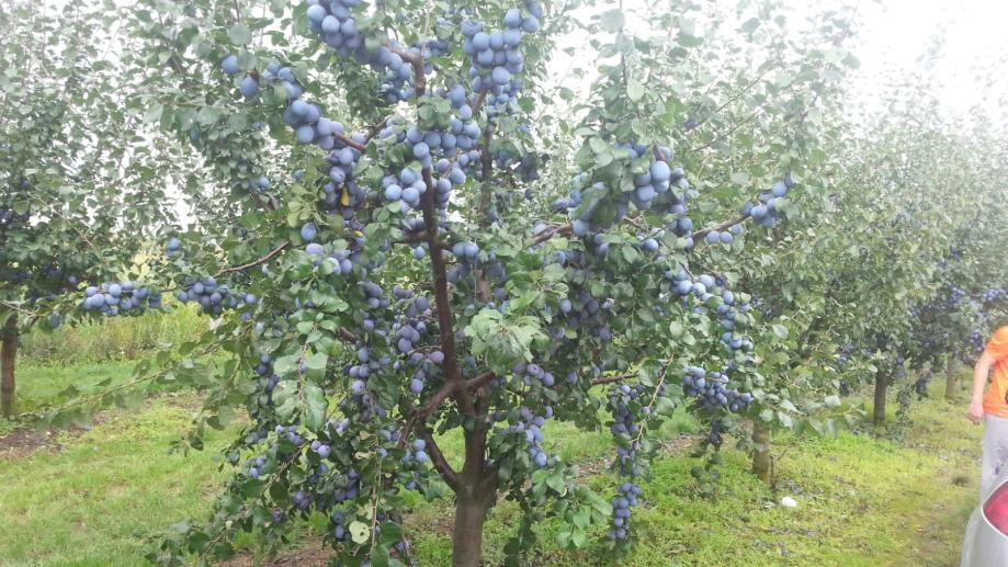 Prodajem šljive ekstra slatke