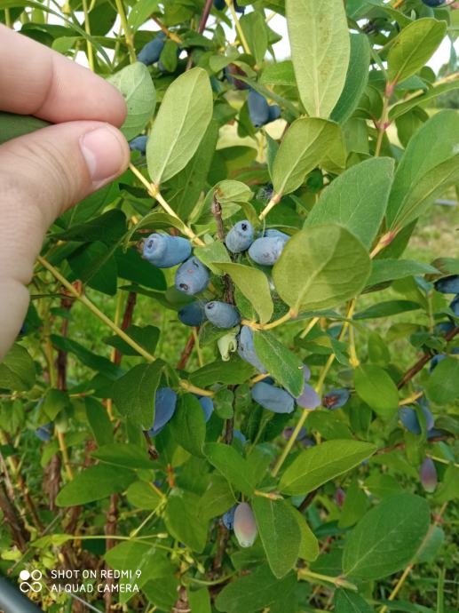 Sibirske borovnice (plod)