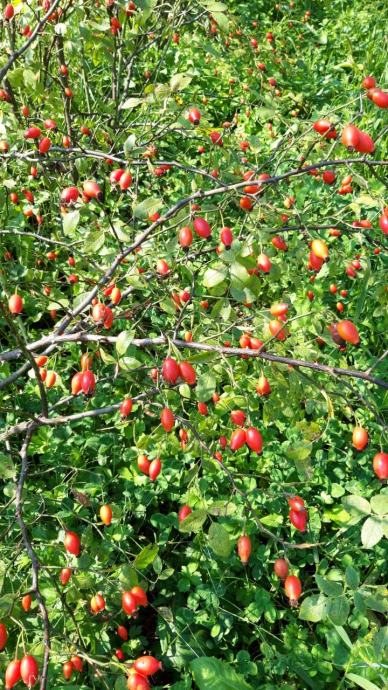 Šipak divlji ( Rosa canina)