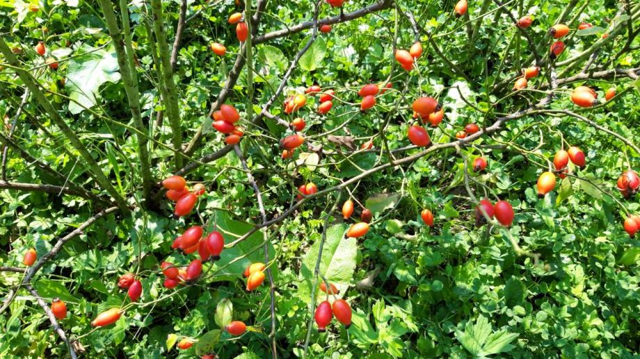 Šipak divlji ( Rosa canina)