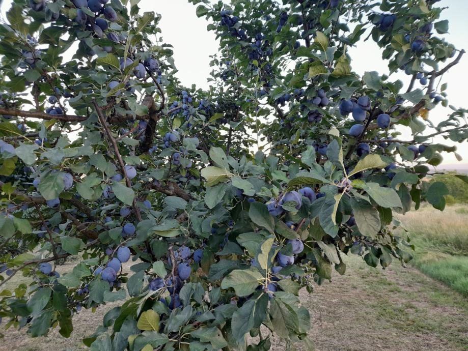 Sljiva cacanka ljepotica