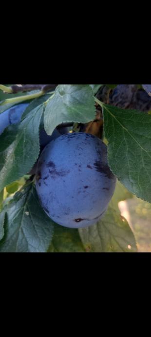 Šljiva Čačanka ljepotica