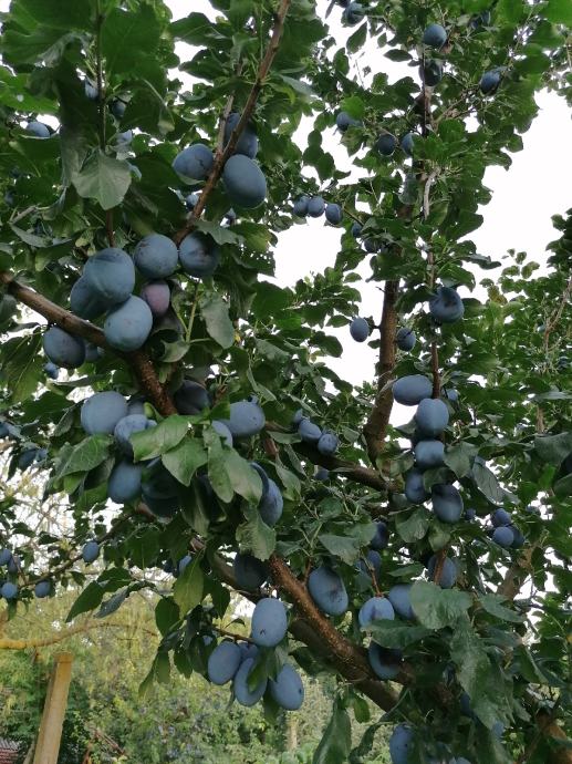Šljiva Čačanka Rodna i Najbolja