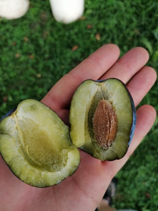 Šljiva Čačanka Rodna i Najbolja