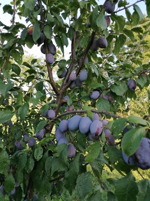 Šljiva Čačanka Rodna i Najbolja