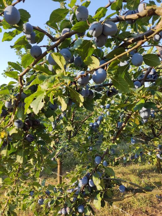 šljiva čačanska ljepotica