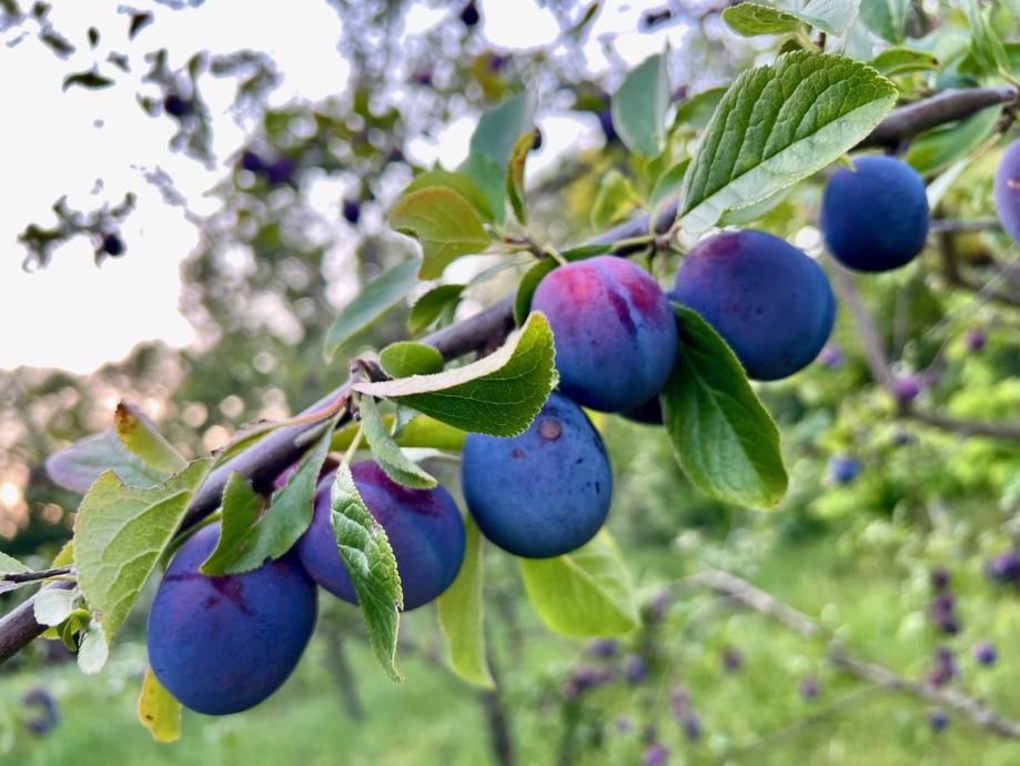 Šljiva EKO TopTaste - Koprivnica