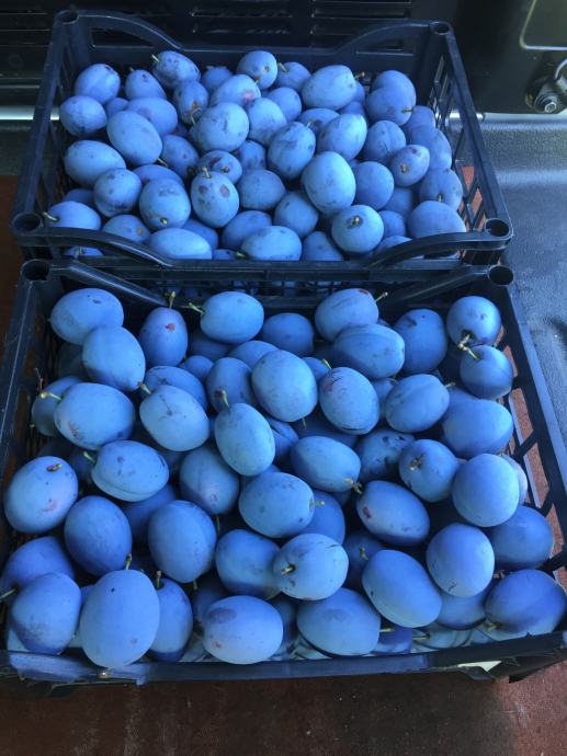 Šljive za rakiju prodajem 0,70 €/ kg