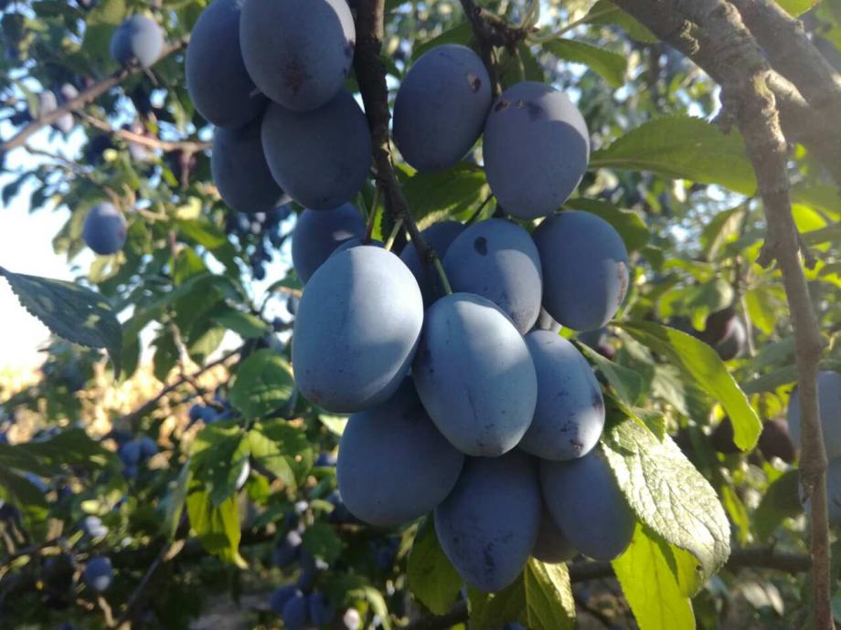 Šljive - čačanska rodna, prodajem