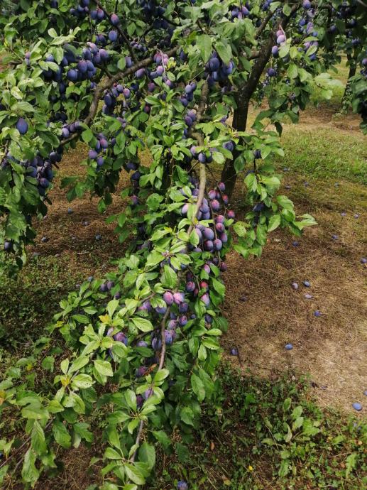 Šljive čačanska rodna i valjevka