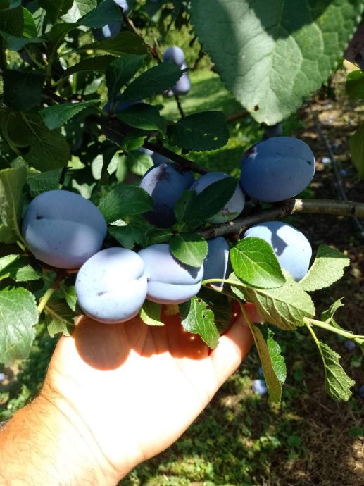 Šljive prodajem Čačanka ljepotica