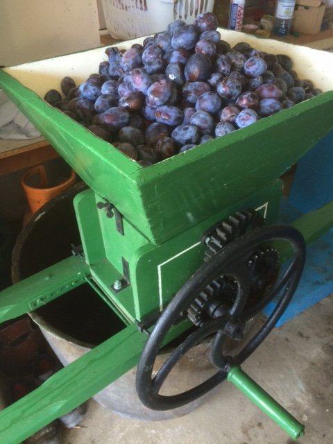 ŠLJIVE ZA PRERADU - Koprivnica