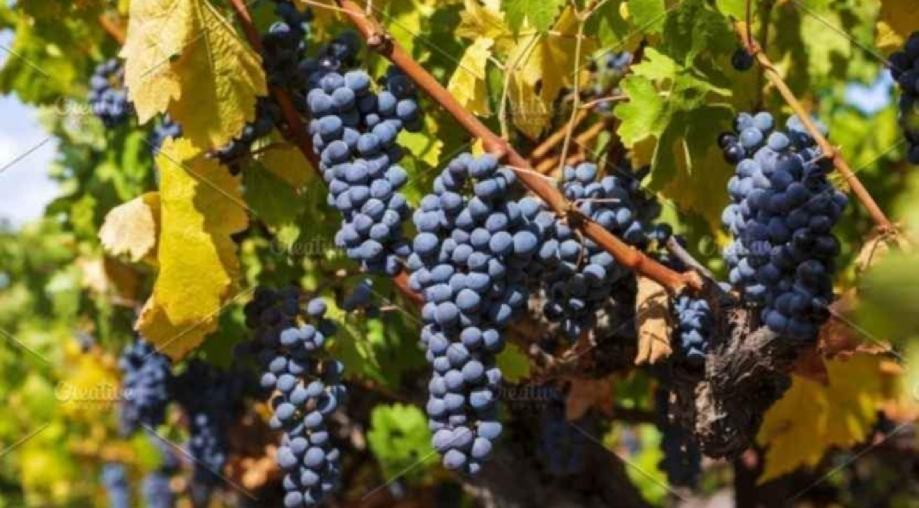 Stolno bijelo i crno grožđe